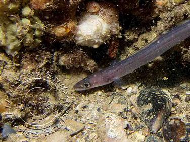 Conger Eels, Howies Scuba